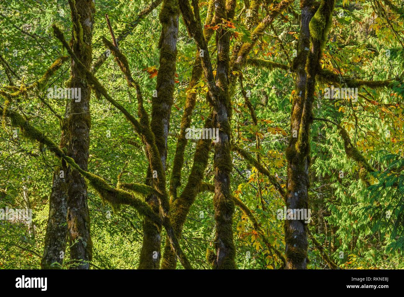 Red Alder Trees High Resolution Stock Photography and Images - Alamy