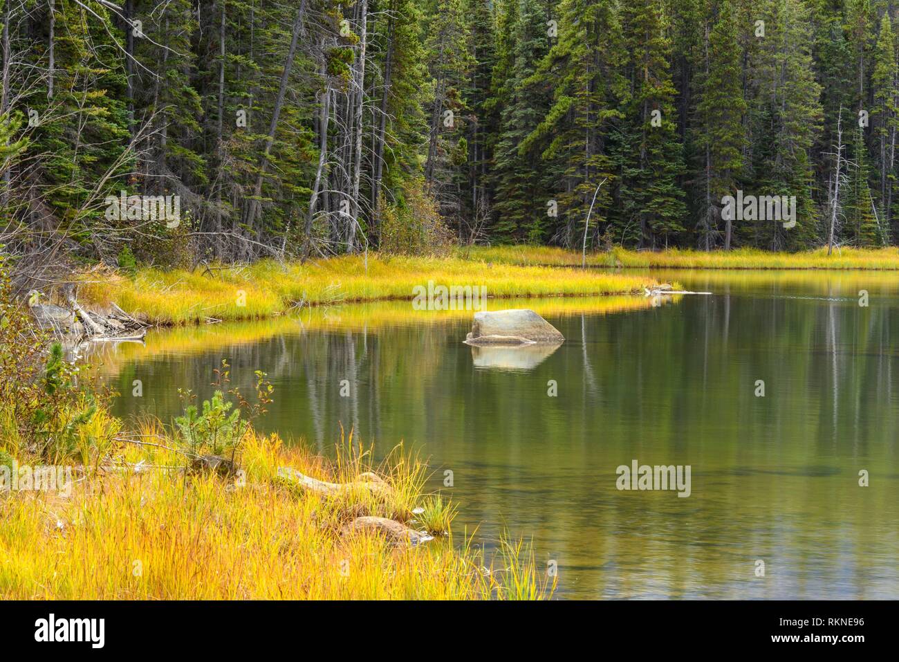British biodiversity hi-res stock photography and images - Alamy