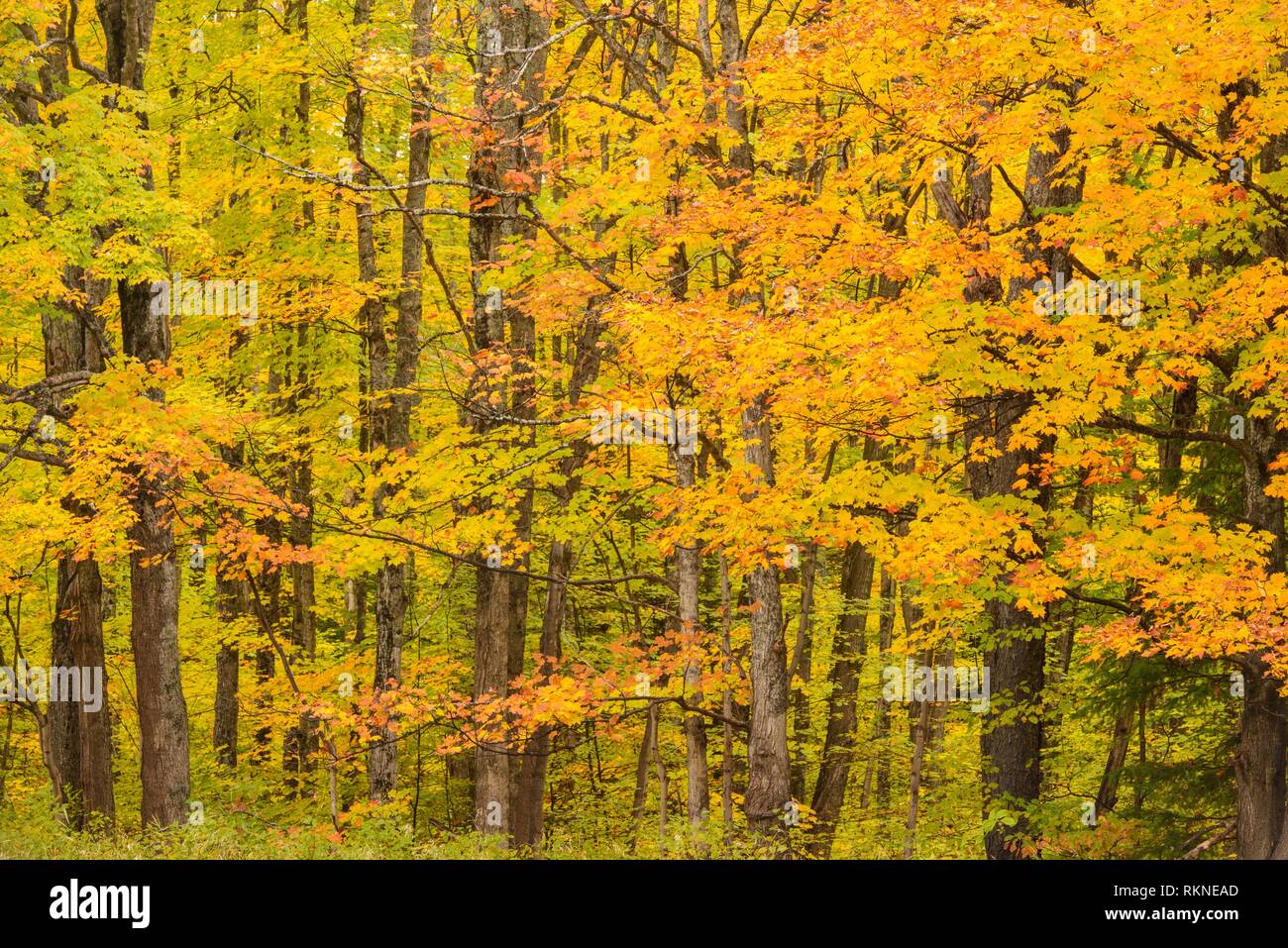 Woody habitat hi-res stock photography and images - Alamy