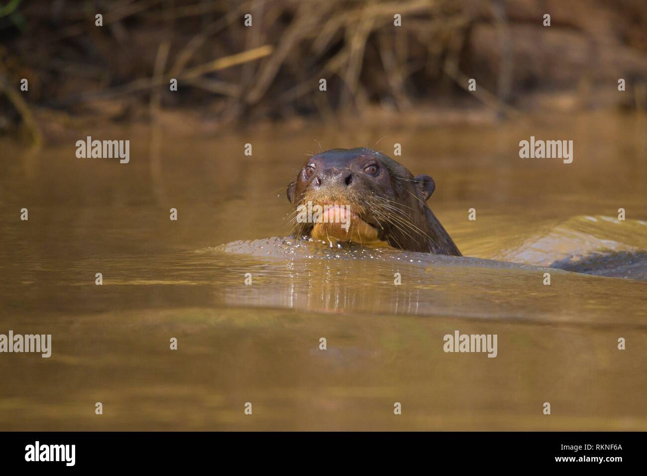 Pantanal giant otter hi-res stock photography and images - Alamy