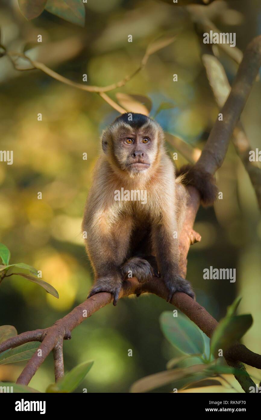Black Capped Capuchin Cebus Apella In Tree High Resolution Stock ...
