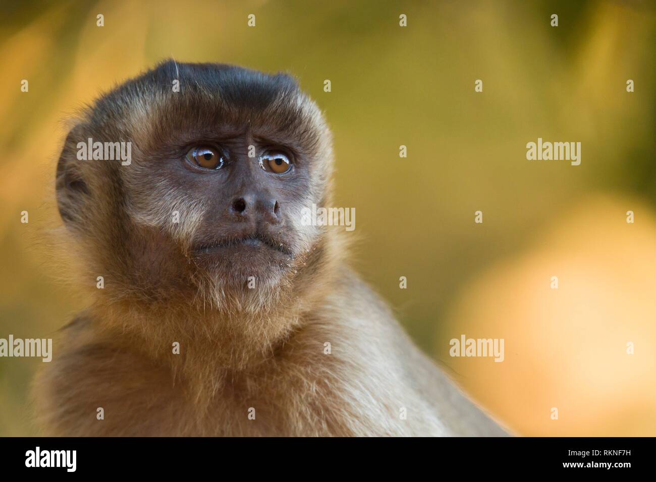 Hooded Capuchin Monkey High Resolution Stock Photography and Images - Alamy