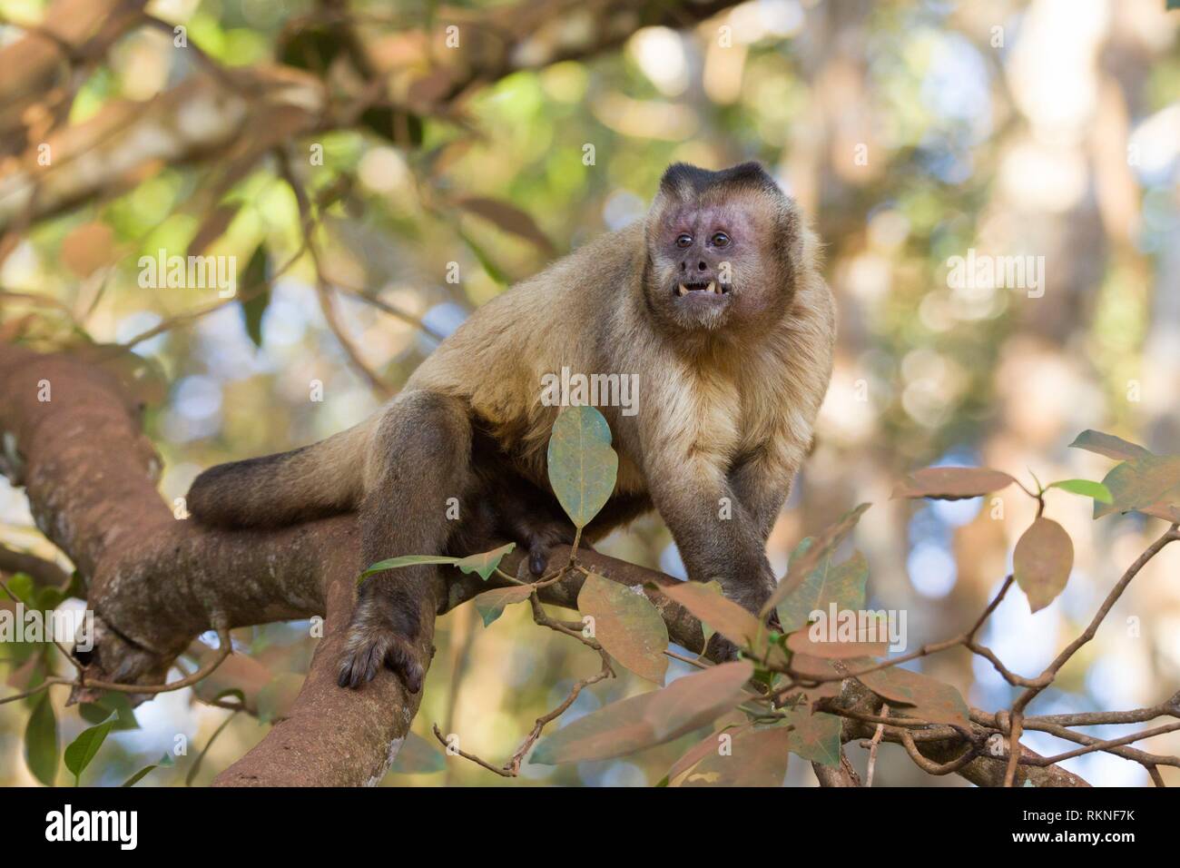 Black capped capuchin cebus apella in tree hi-res stock photography and ...