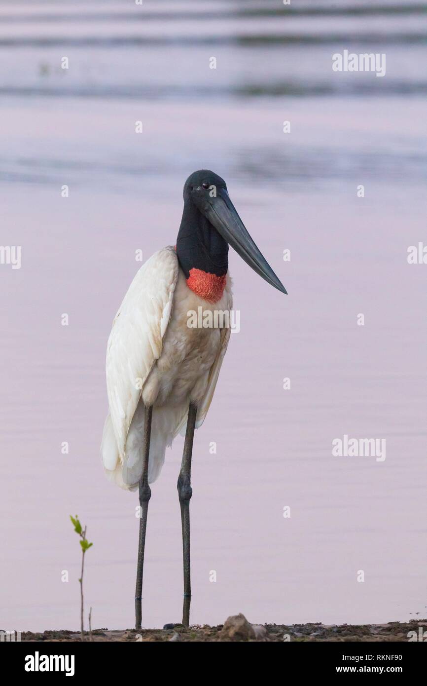 Jabiru Stork Pantanal Brazil High Resolution Stock Photography and ...
