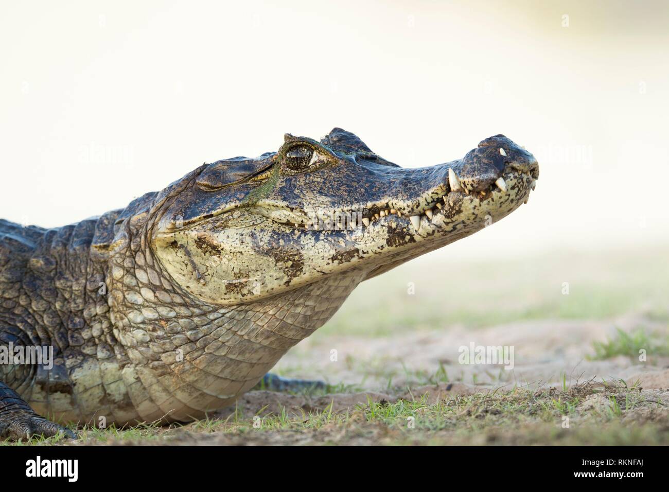 Yacare caiman hi-res stock photography and images - Alamy
