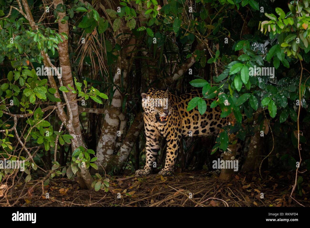 Wild cat south america snarl hi-res stock photography and images - Alamy