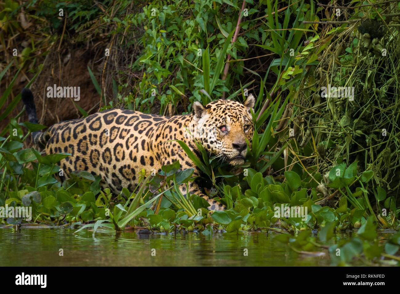 Jaguar in water hi-res stock photography and images - Alamy