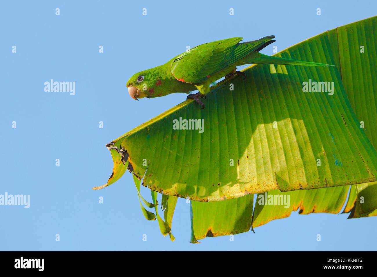 Ara Nobilis High Resolution Stock Photography and Images - Alamy
