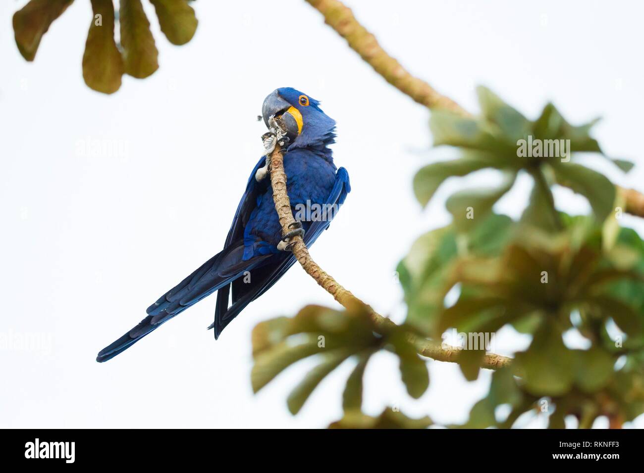 Anodorhynchus Hyacinthinus High Resolution Stock Photography and Images ...
