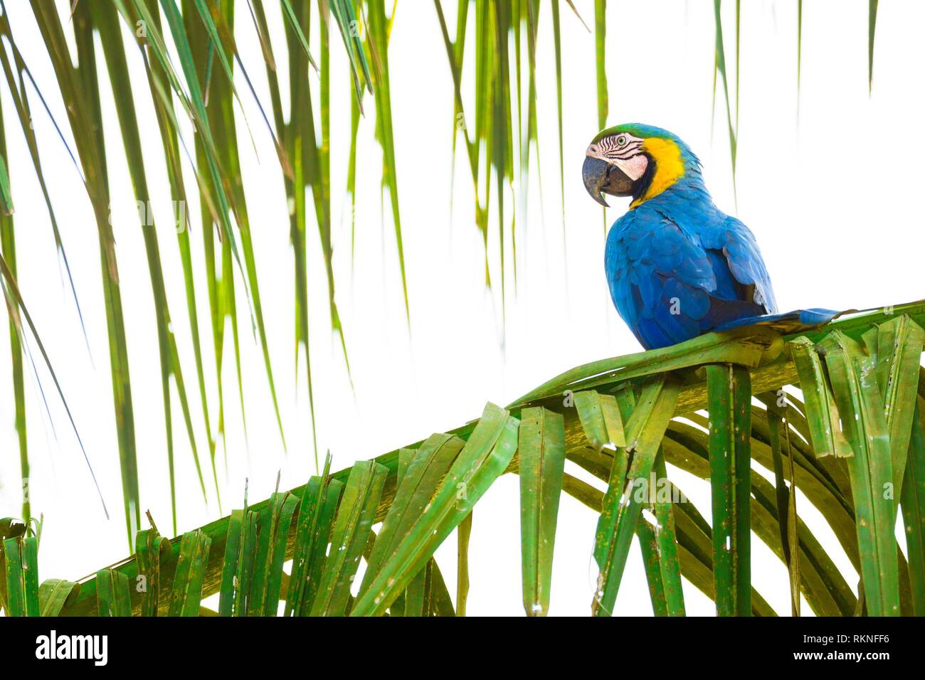 Macaw In Tree High Resolution Stock Photography and Images - Alamy