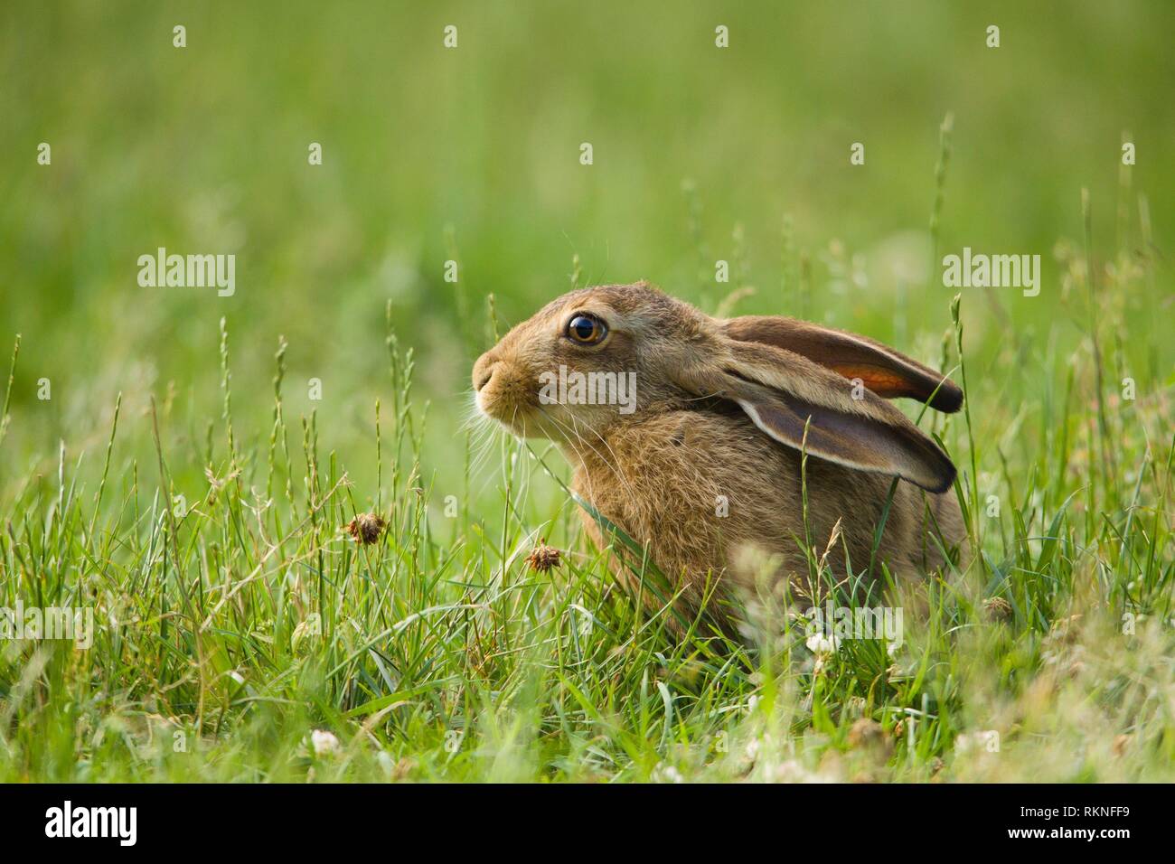 Close up brown hare lepus europaeus hi-res stock photography and images ...