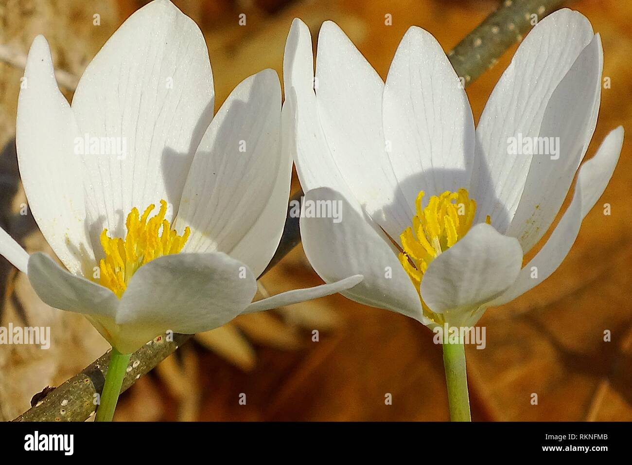 Bloodroot Sanguinaria Canadensis High Resolution Stock Photography and ...
