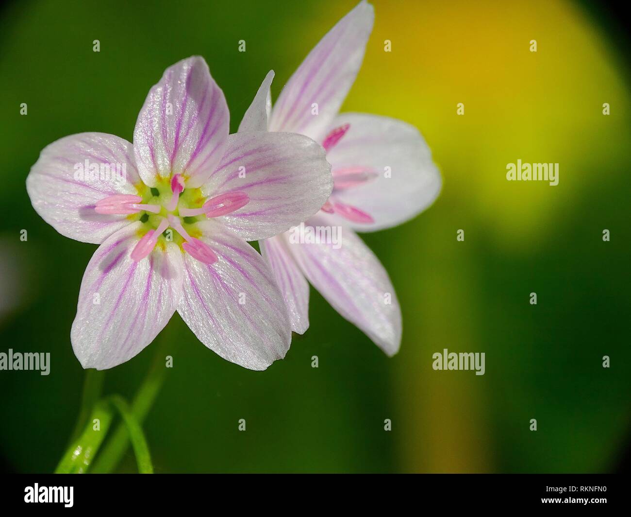 Malvia hi-res stock photography and images - Alamy