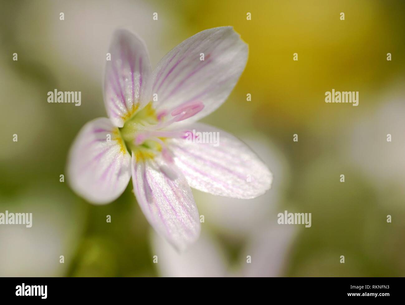 Malvia hi-res stock photography and images - Alamy