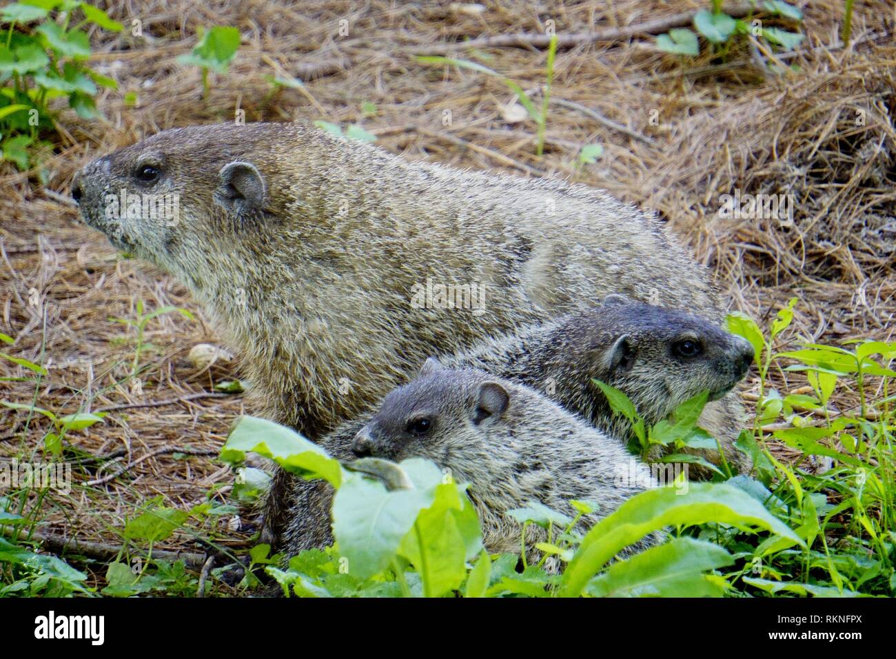 Groundhog image hi-res stock photography and images - Alamy