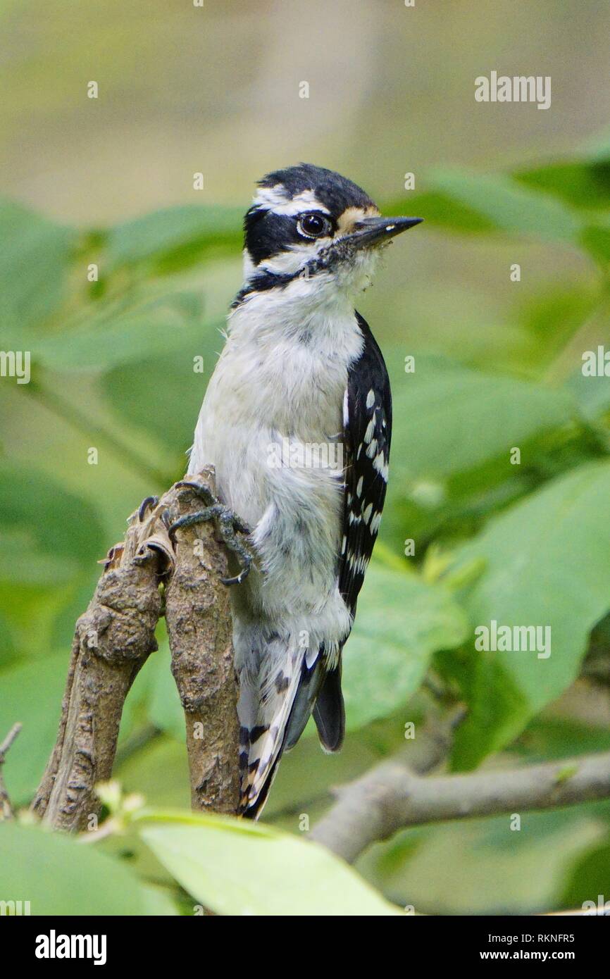 Perky Bird High Resolution Stock Photography and Images - Alamy