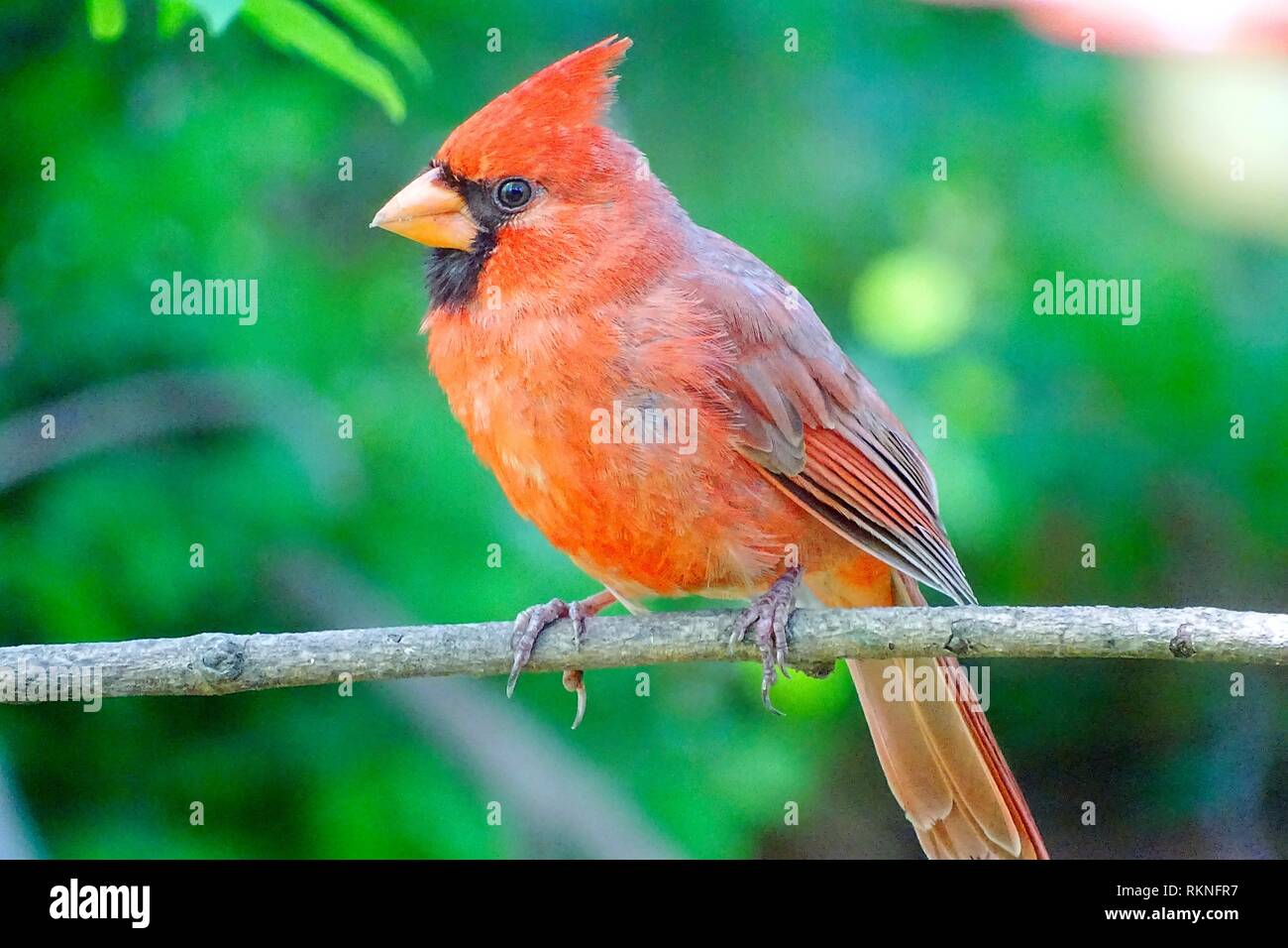 Northern Cardinal Outdoors High Resolution Stock Photography and Images ...