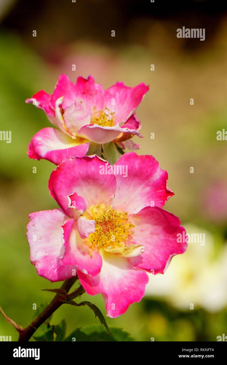 Pennsylvania In The Rose High Resolution Stock Photography and Images ...