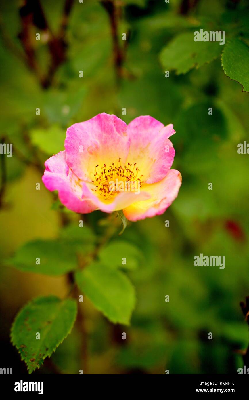 Native siberia hi-res stock photography and images - Alamy