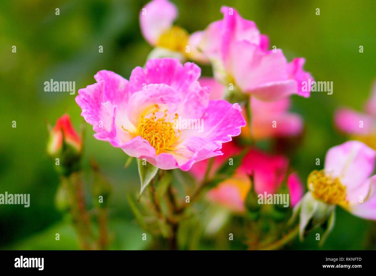 Pennsylvania In The Rose High Resolution Stock Photography and Images ...