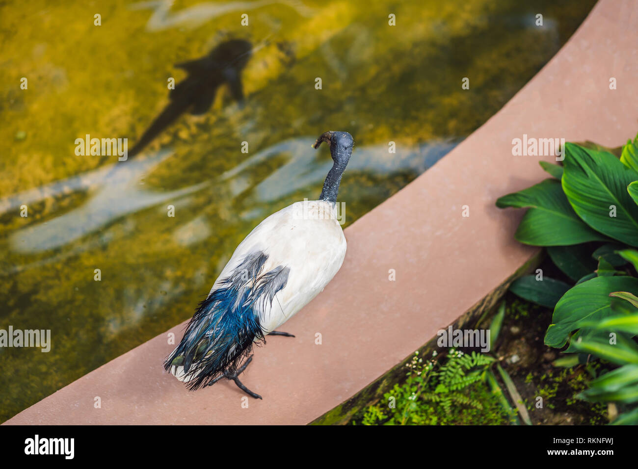 African Sacred ibis looks at fish in water Stock Photo - Alamy