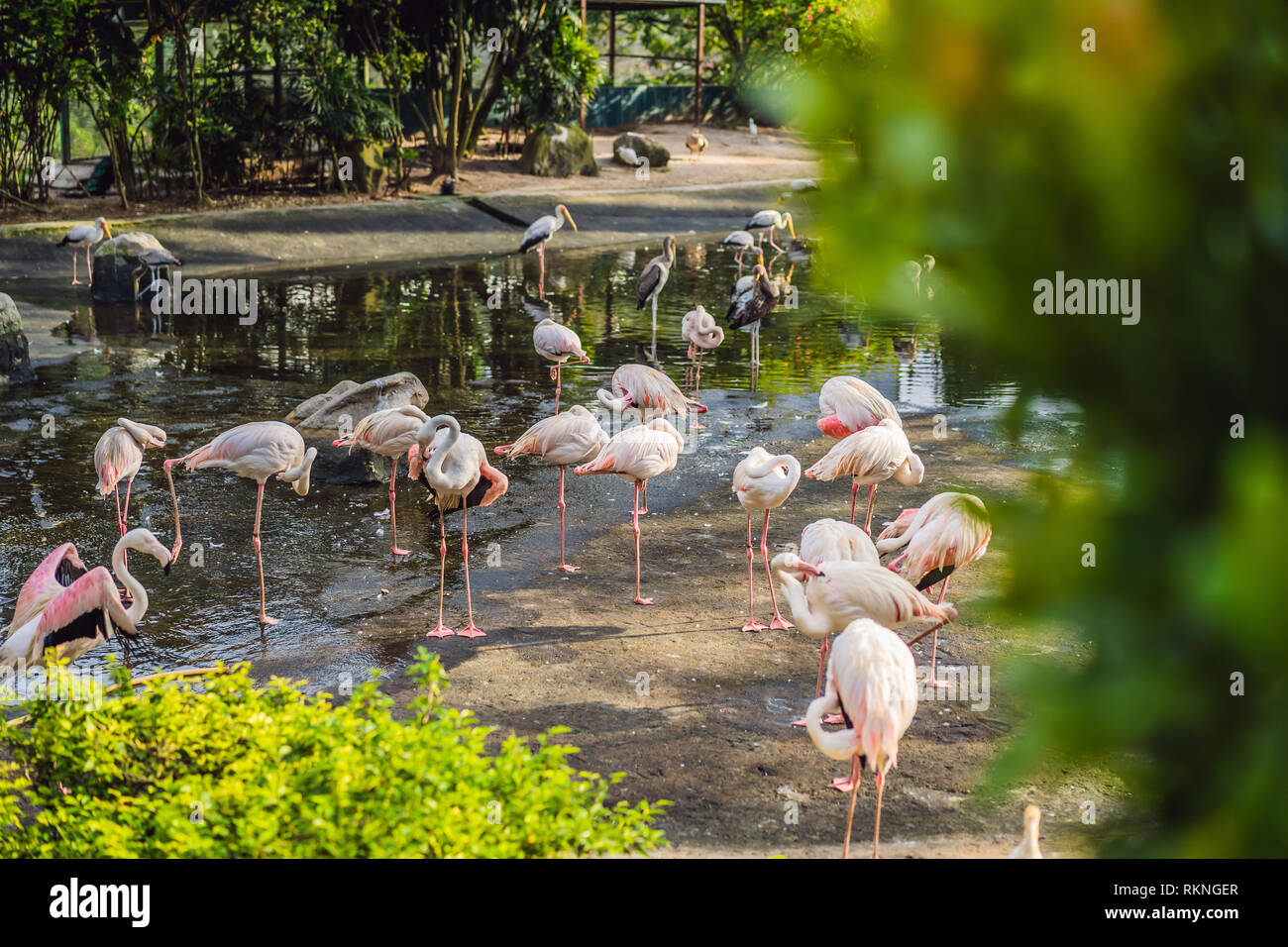 Pink flamingo or flamingoes are a type of wading bird in the family ...