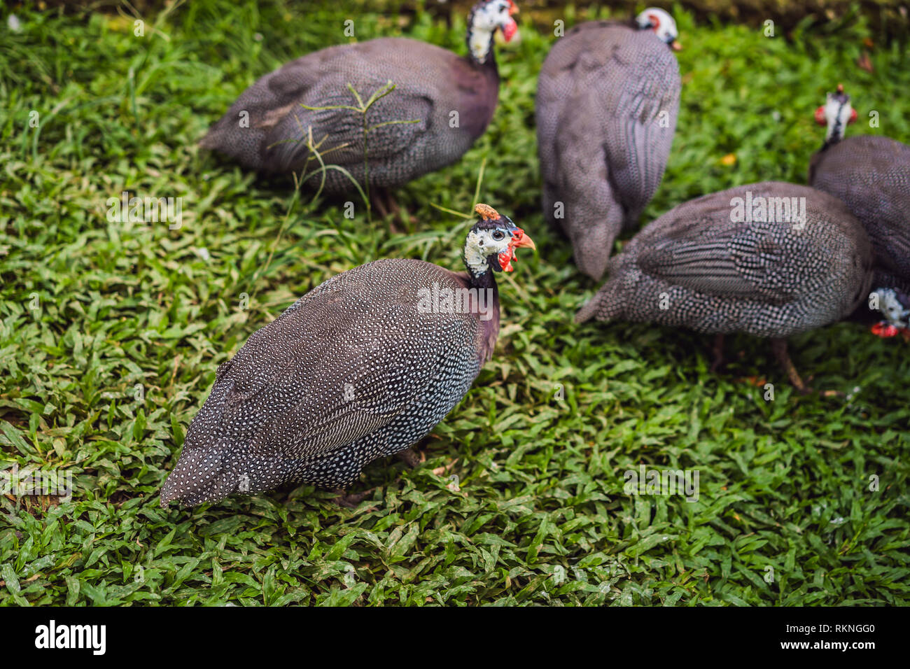 Chicken senegal hi-res stock photography and images - Alamy