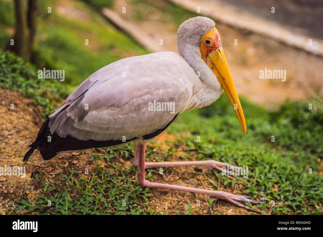 Yellow Beak Wading Bird Stock Photos & Yellow Beak Wading Bird Stock ...