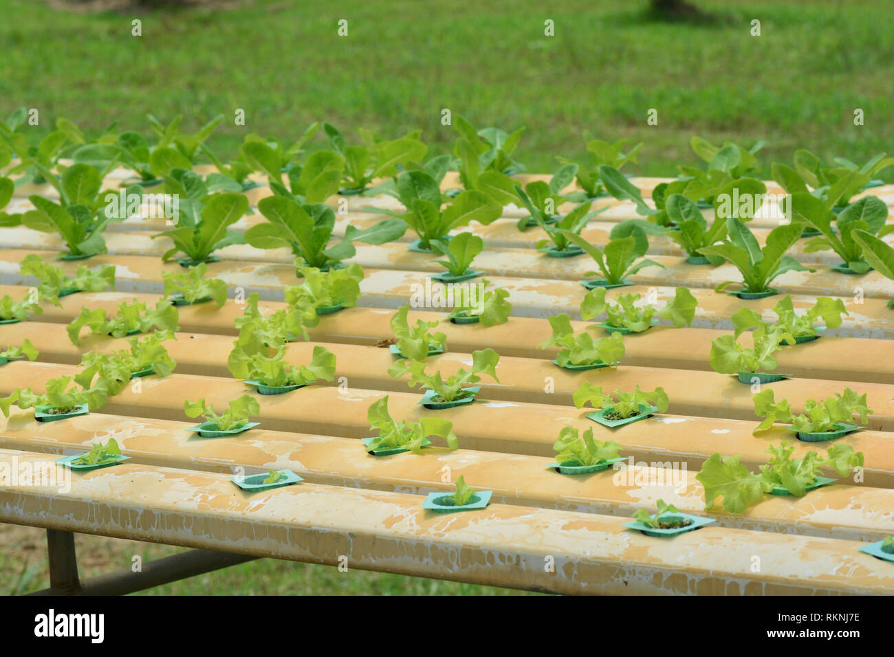 hydroponic plants in vegetable garden farm, greenhouse of hydroponic ...