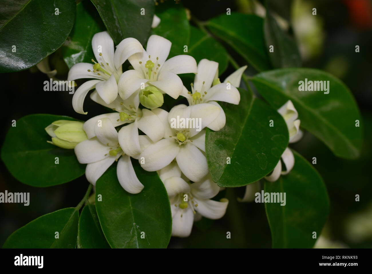 Andaman satinwood, Chanese box tree, Cosmetic bark tree, Orange jasmine ...