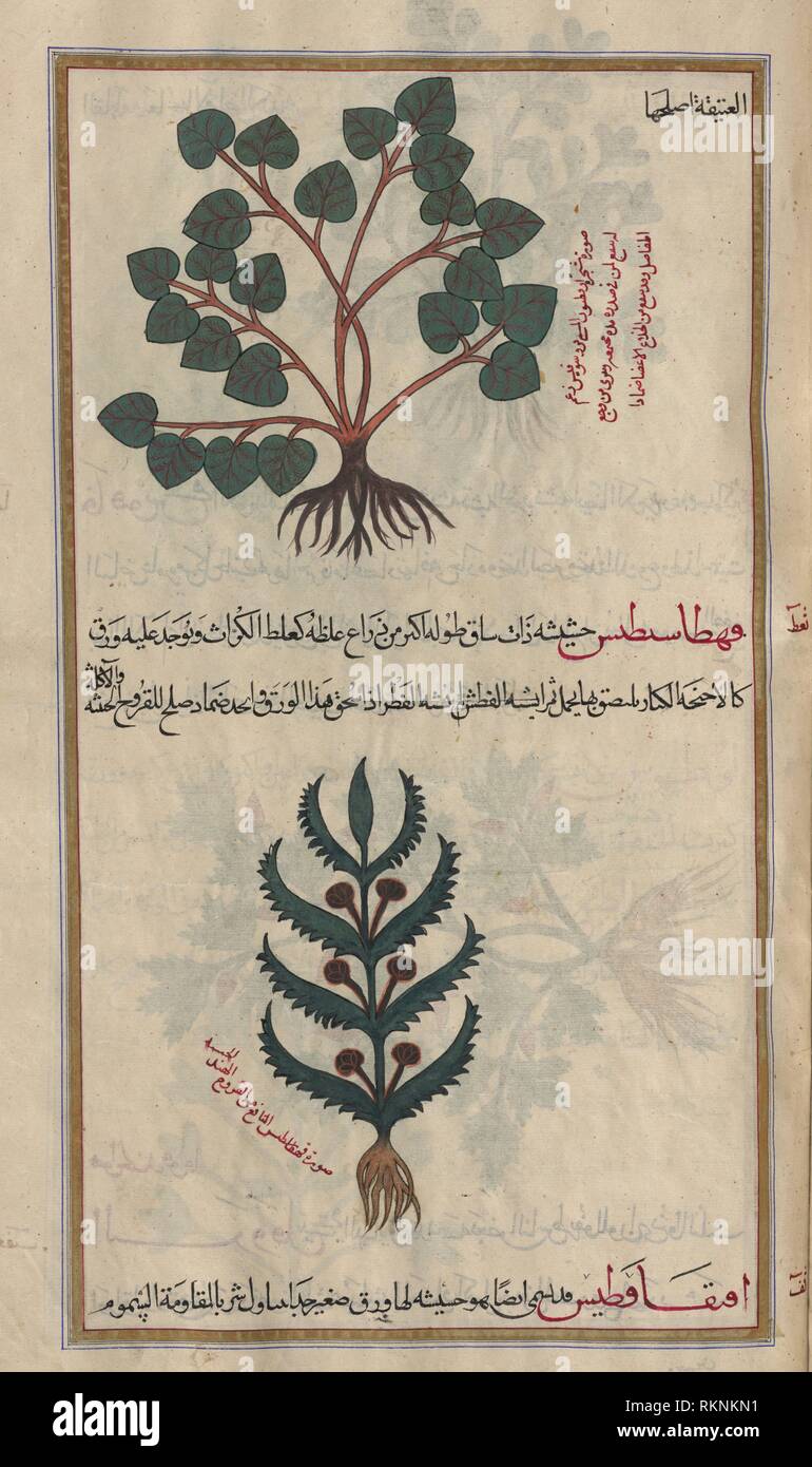 Arctium sp hi-res stock photography and images - Alamy