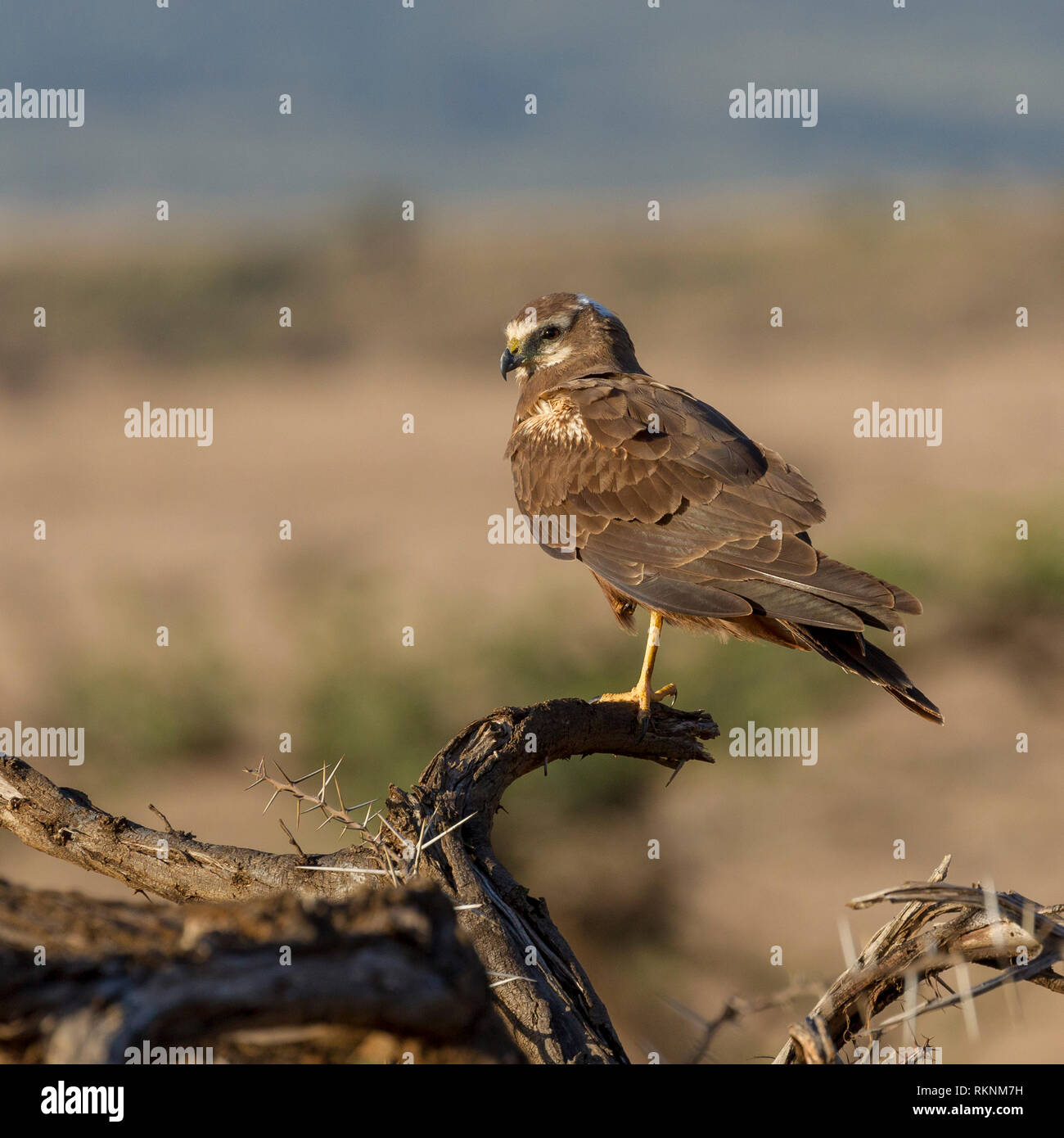 A single juvenile African marsh harrier perched on a fallen dead tree ...
