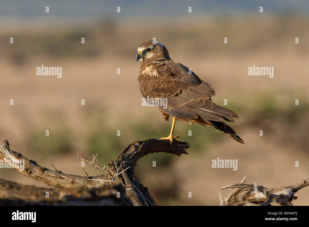 African marsh harrier hi-res stock photography and images - Alamy