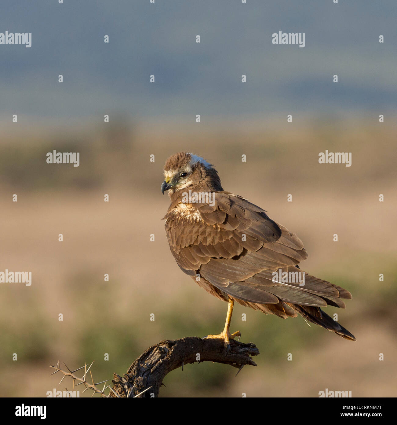 African marsh harrier hi-res stock photography and images - Alamy