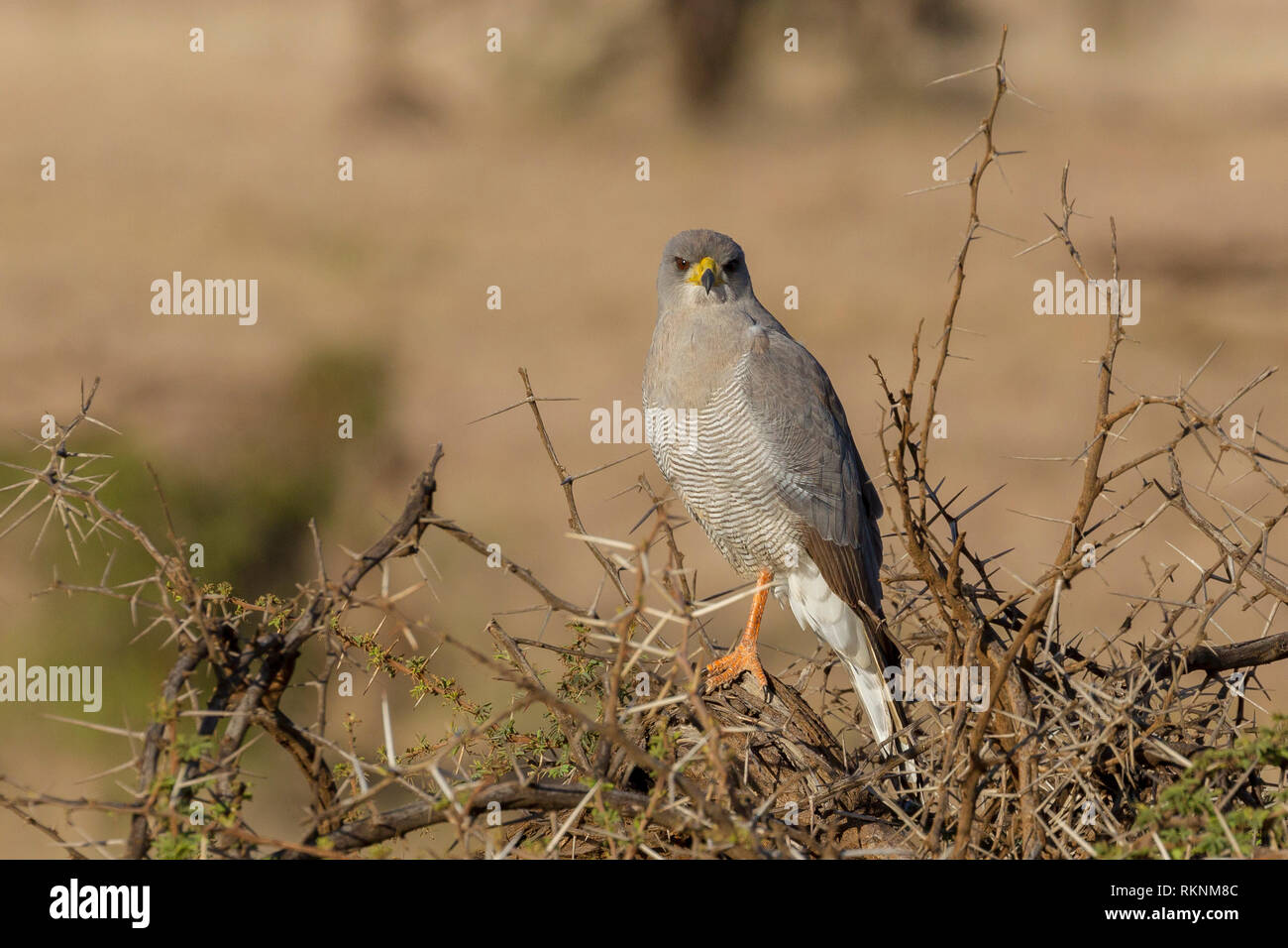 Eastern somali chanting goshawk hi-res stock photography and images - Alamy