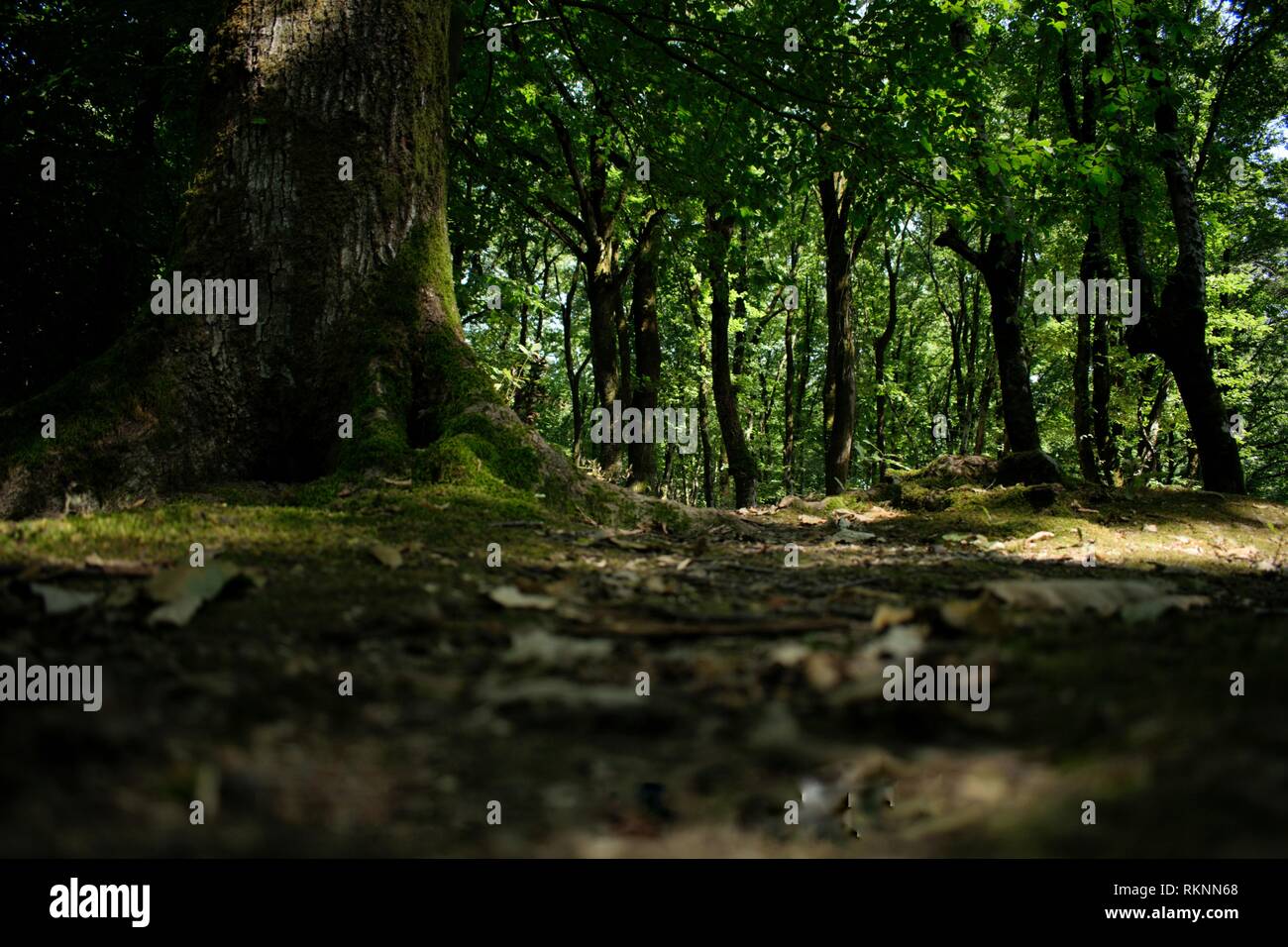 jungle of light & shadow Stock Photo - Alamy