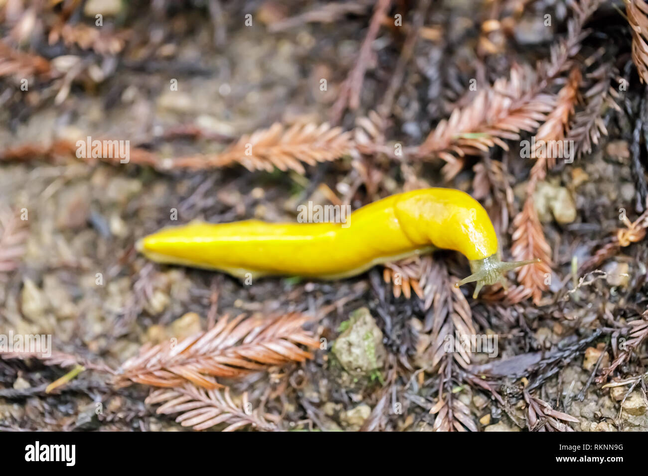 California Banana Slug (Ariolimax californicus) crawling Stock Photo ...