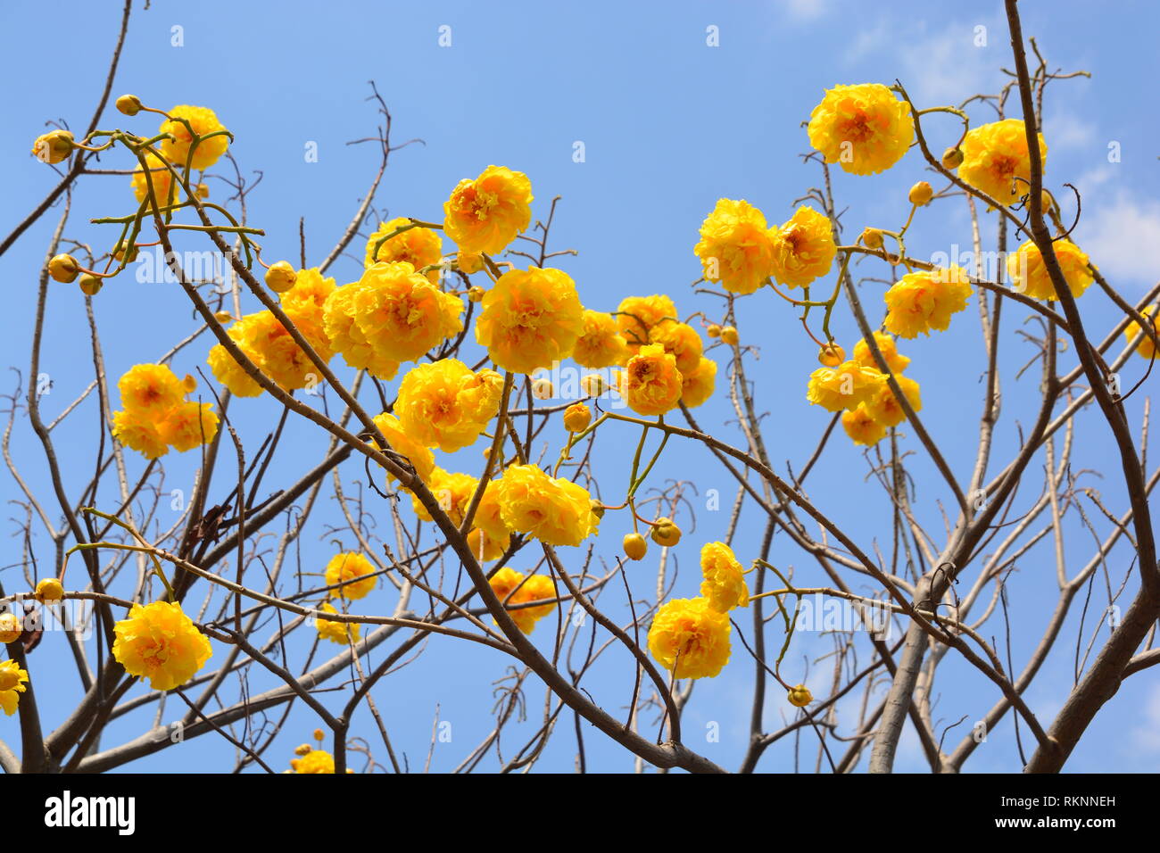 Cochlospermum regium flower on blue sky . Yellow Cotton Tree ...