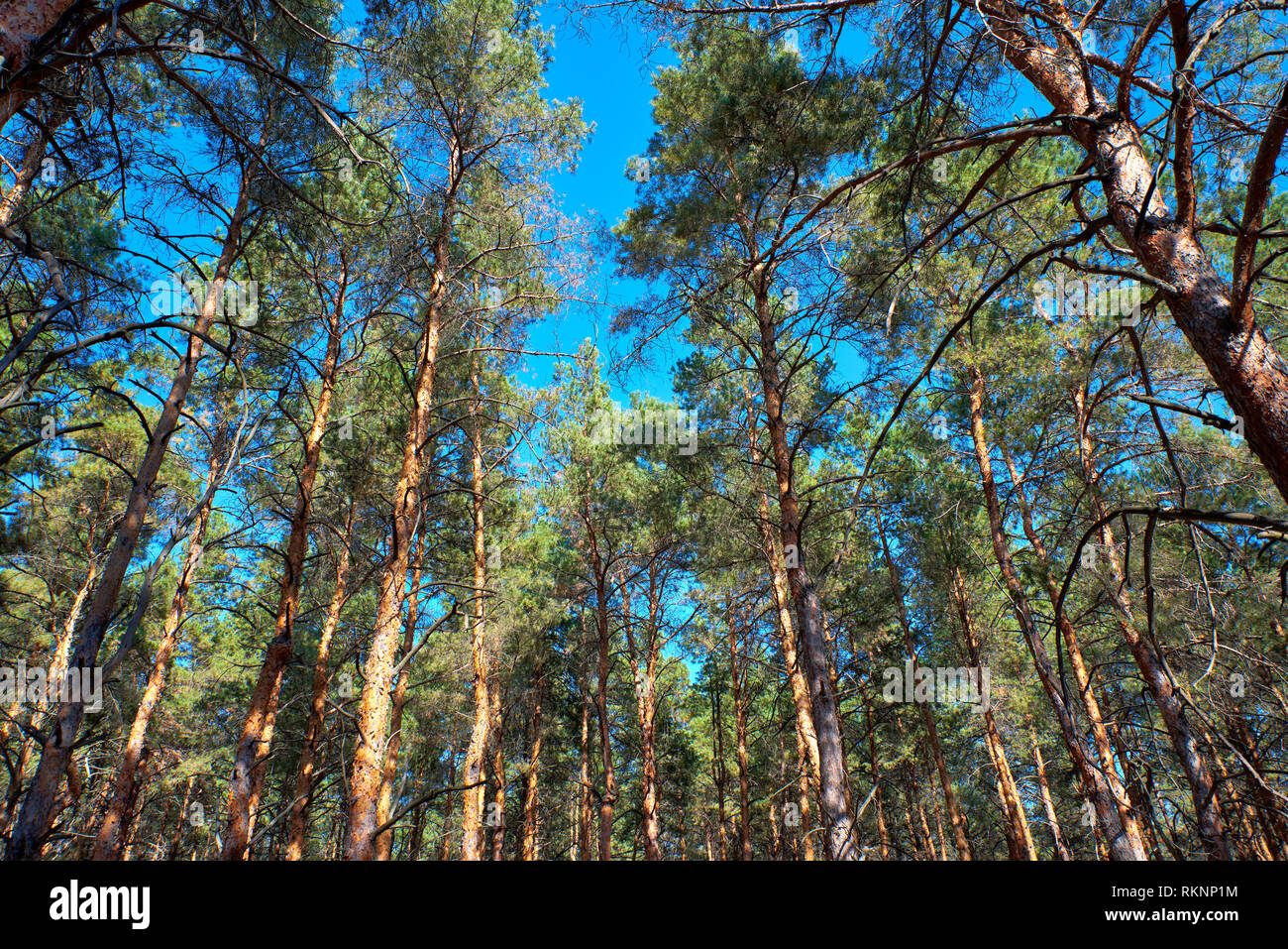 tall pines and their crowns against the blue sky, bottom view Stock ...