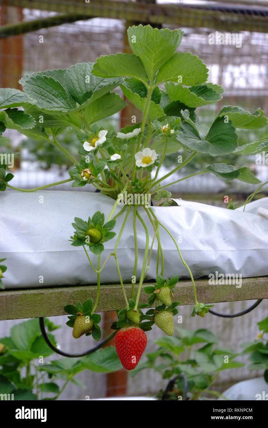 strawberry in strawberry garden Stock Photo - Alamy