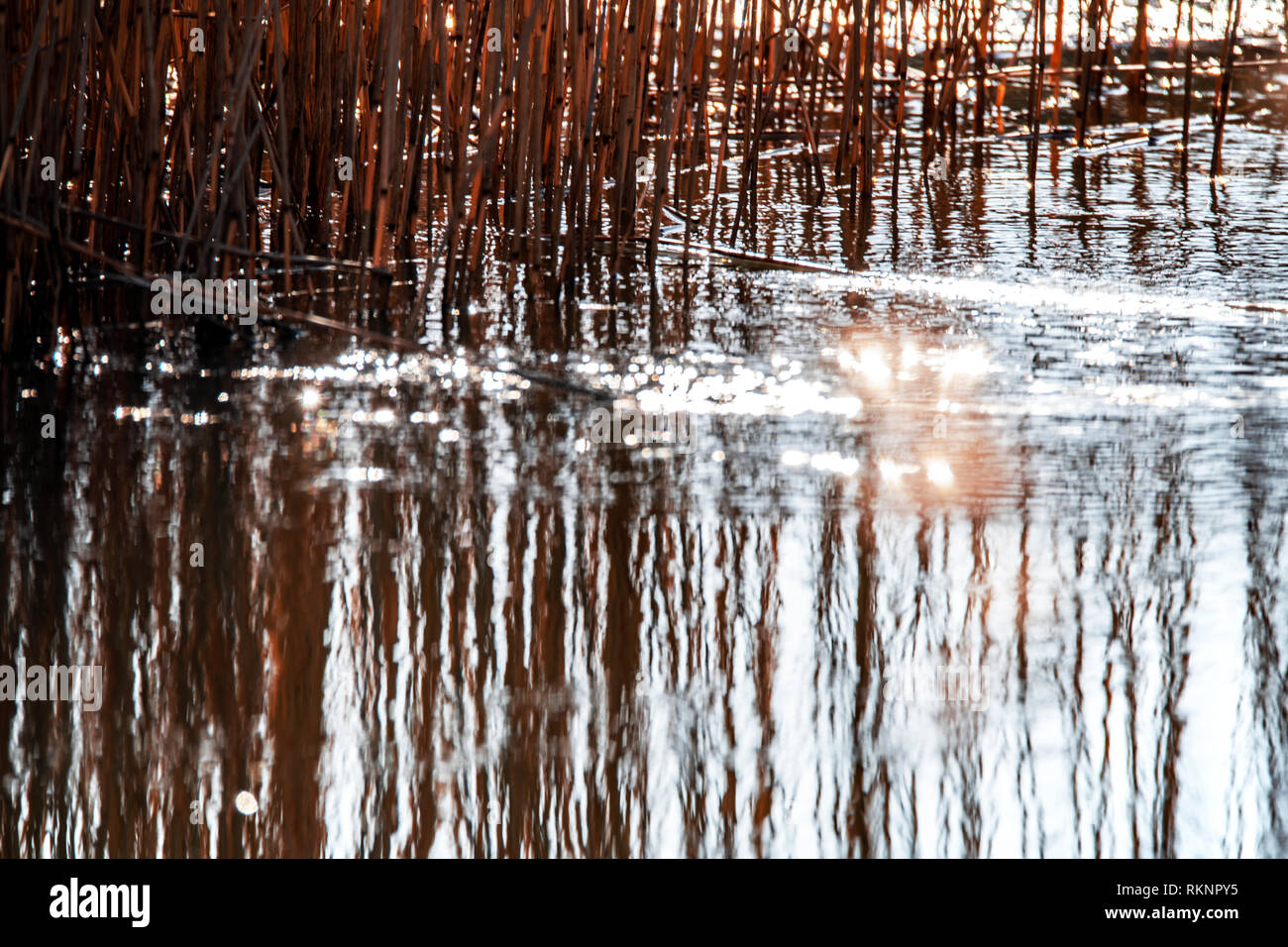 Sunlight in the Reed Beds Background Poster Stock Photo - Alamy