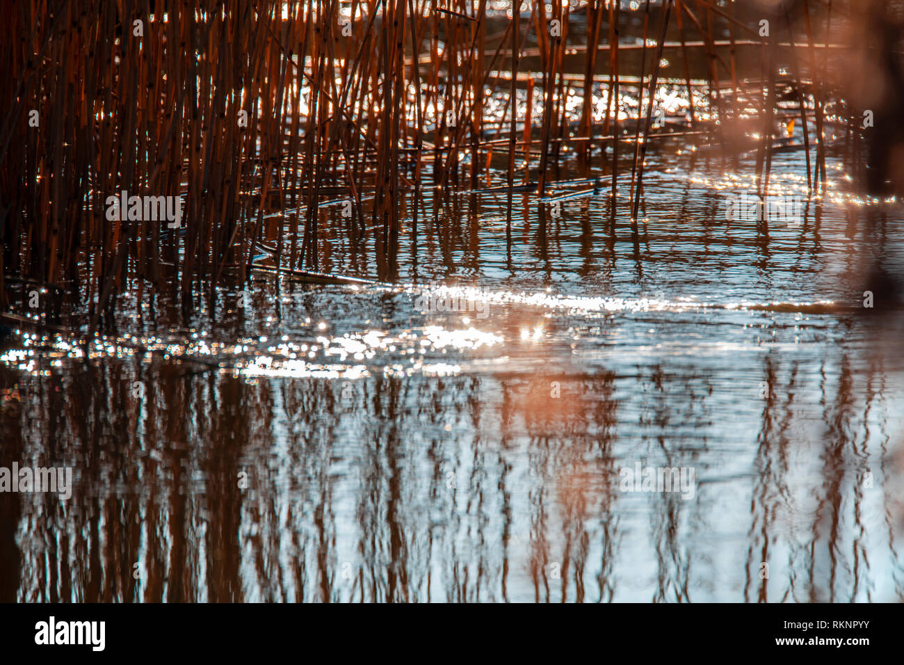 Sunlight in the Reed Beds Background Poster Stock Photo - Alamy