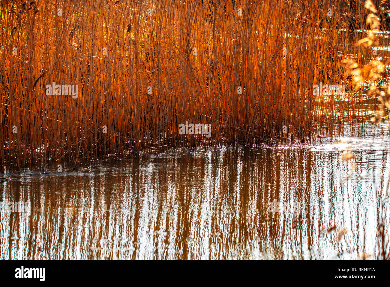 Sunlight in the Reed Beds Background Poster Stock Photo - Alamy