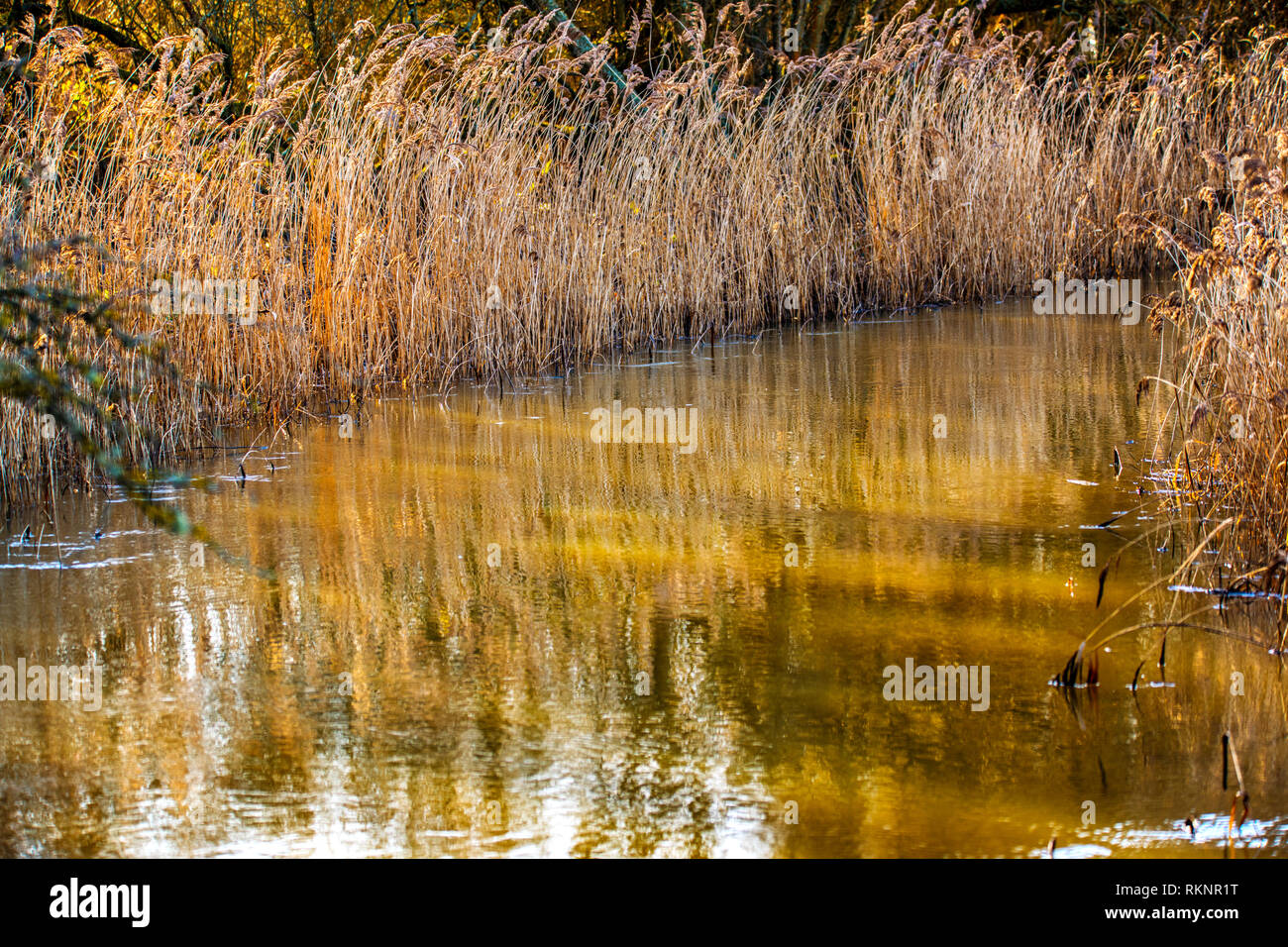 Sunlight in the Reed Beds Background Poster Stock Photo - Alamy