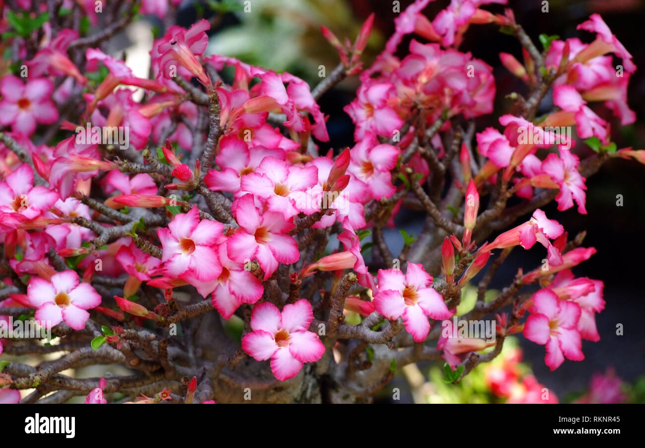 Desert Rose or Red Desert Flower, adenium obesum Stock Photo - Alamy