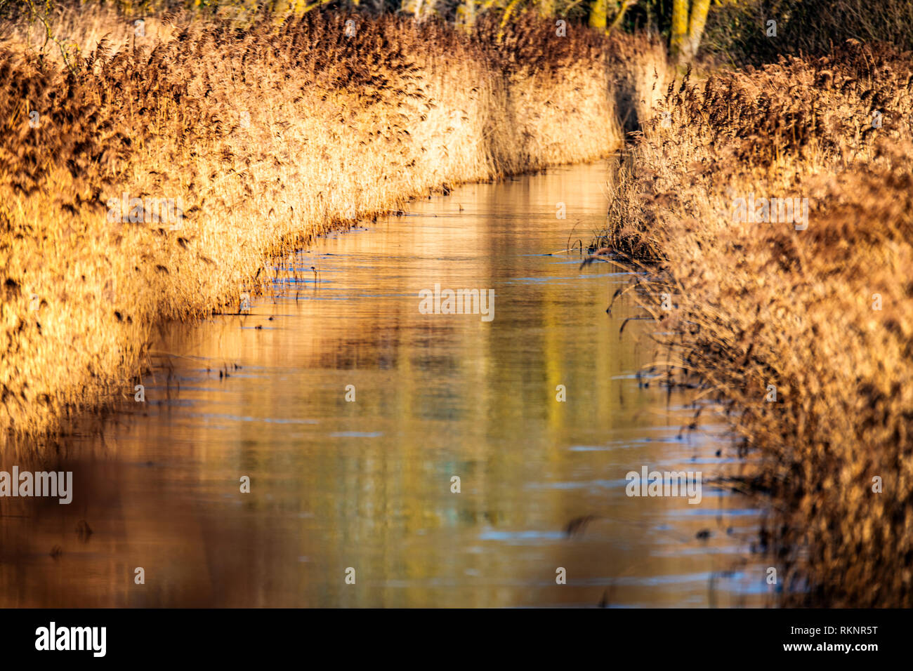 Sunlight in the Reed Beds Background Poster Stock Photo - Alamy