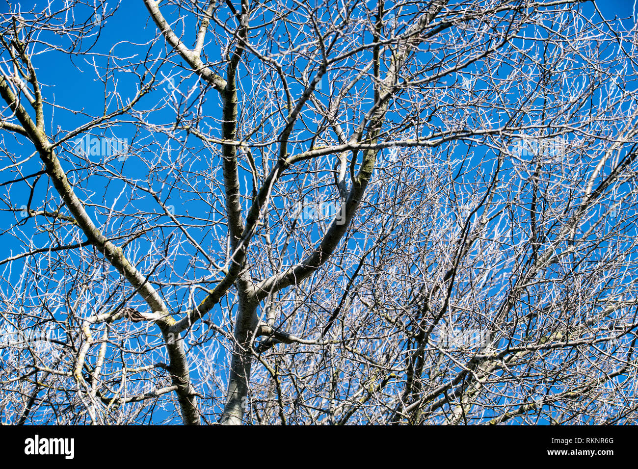 Frosted Winter Trees Background Poster Stock Photo - Alamy
