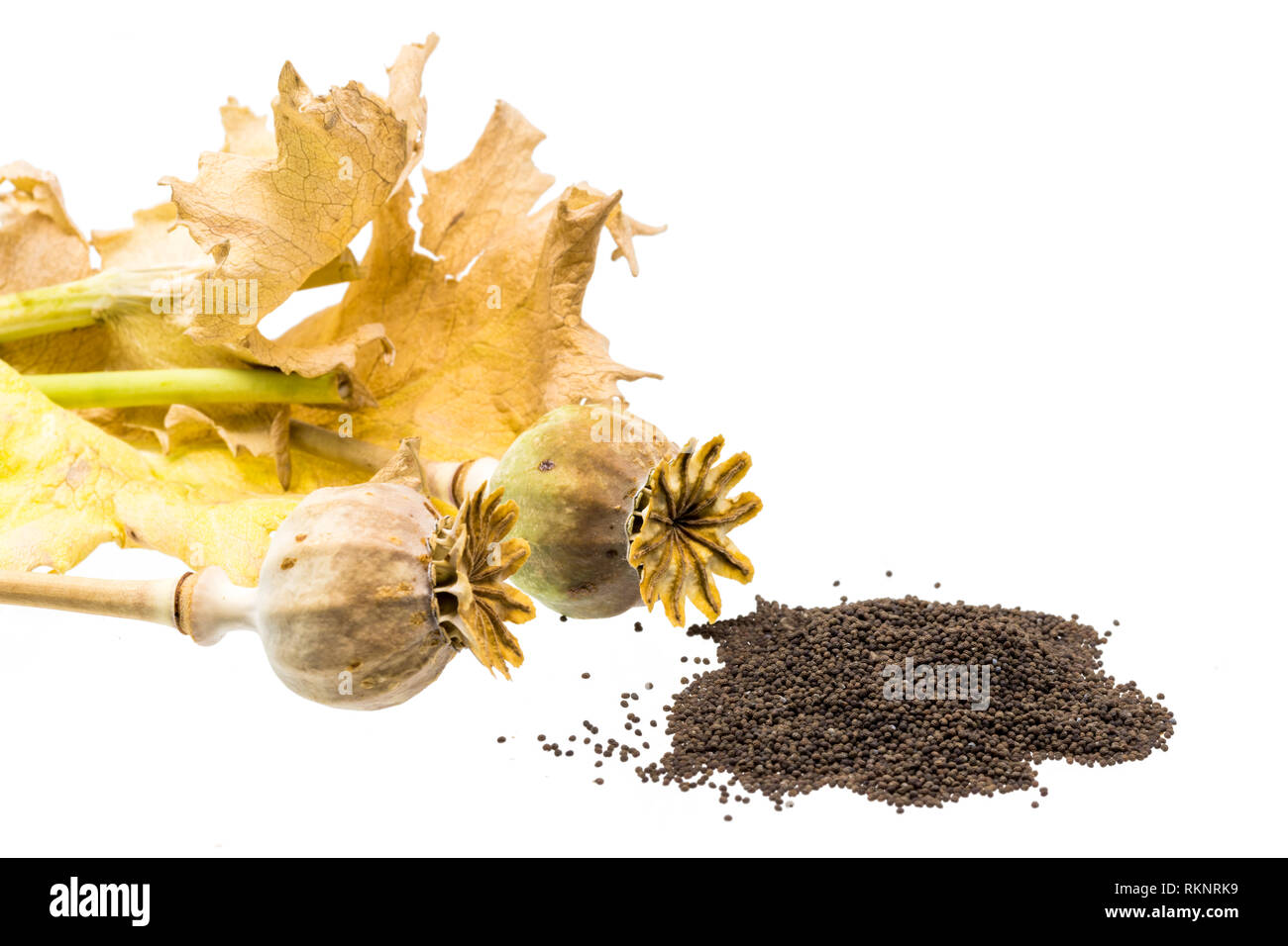 Fresh poppy seeds with seed pods and leaves, isolated on white Stock ...