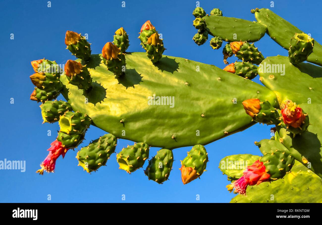 Usa bloom hi-res stock photography and images - Alamy