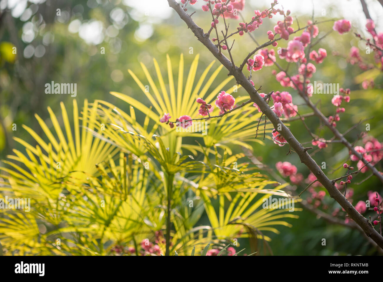Red plum trees in bloom in springtime with eucalyptus in the background ...